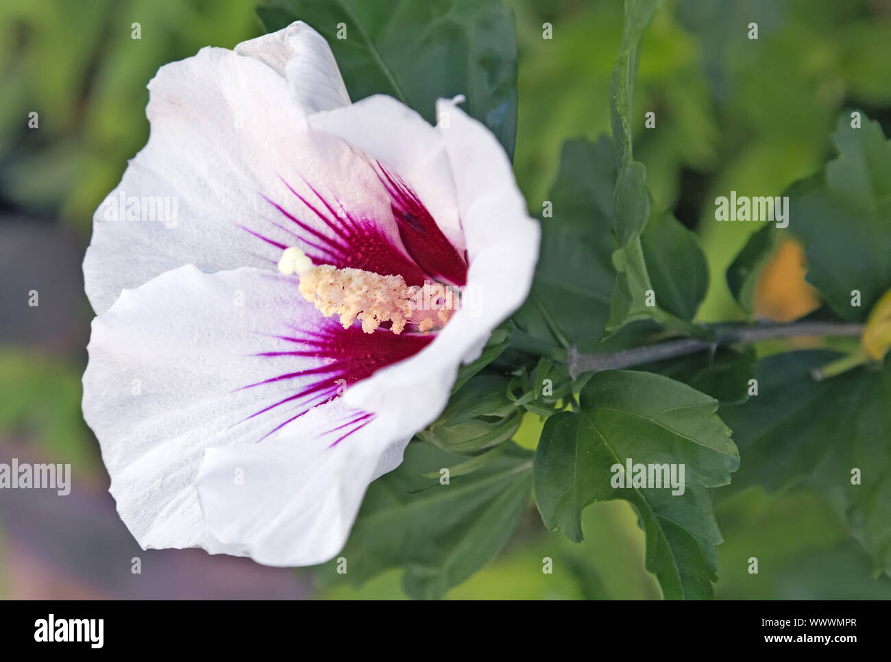 Beautiful large pink and white hibiscus flower Stock Photo - Alamy