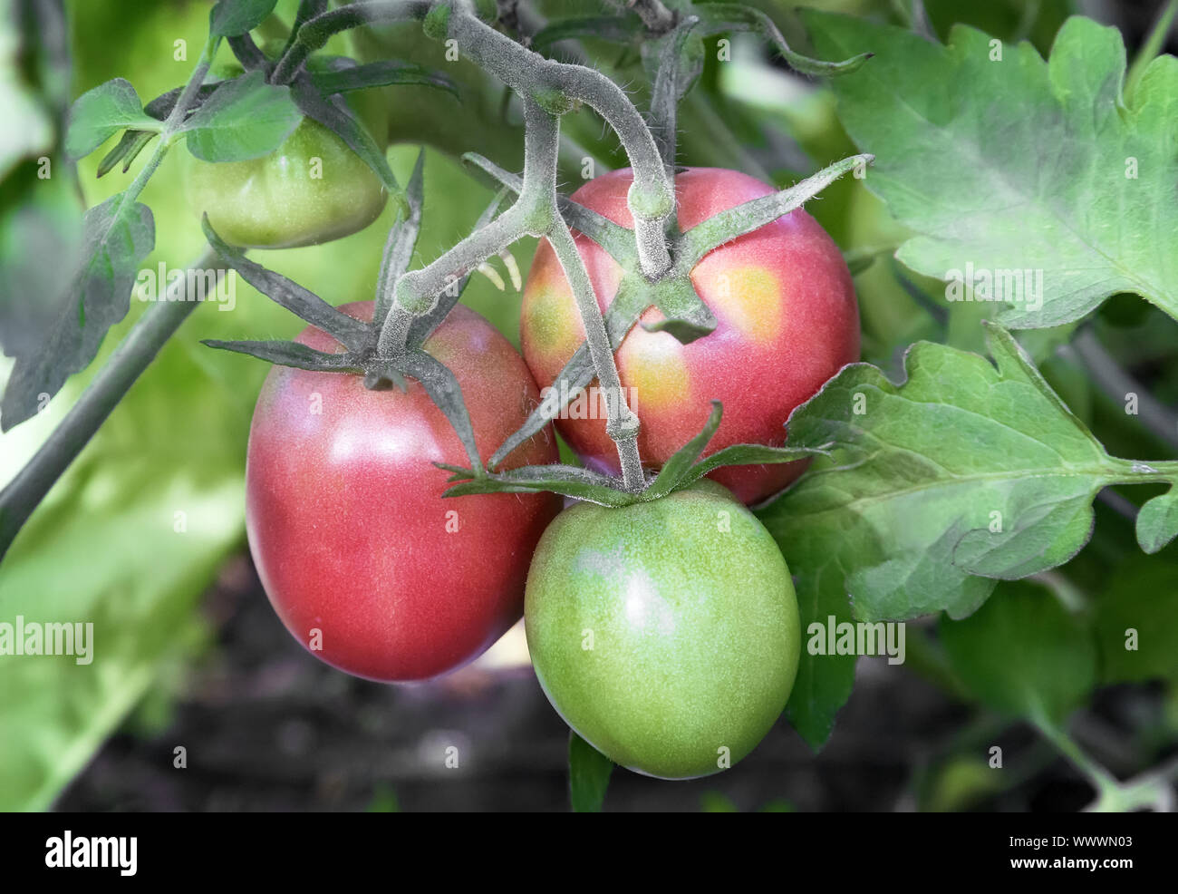 Ripen mature agriculture hi-res stock photography and images - Alamy