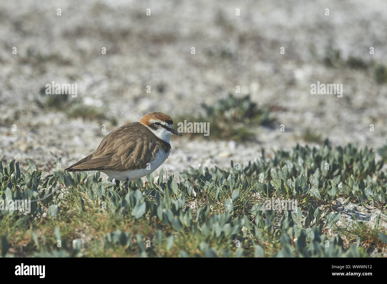 Common Ringed Plover Stock Photo - Alamy