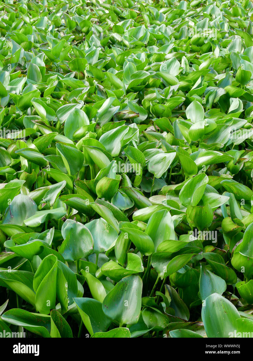 Water hyacinth plants green leaves background Stock Photo - Alamy