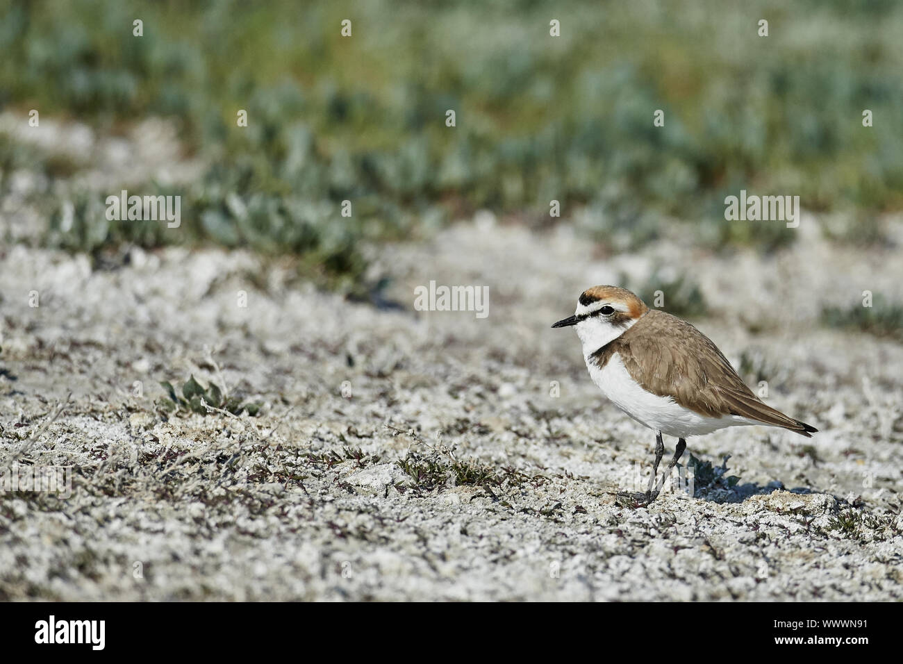 Common Ringed Plover Stock Photo - Alamy