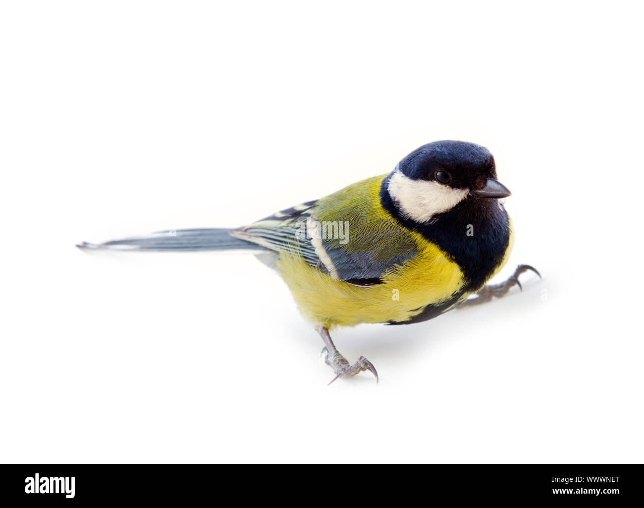 Great tit (Parus major) male Stock Photo - Alamy