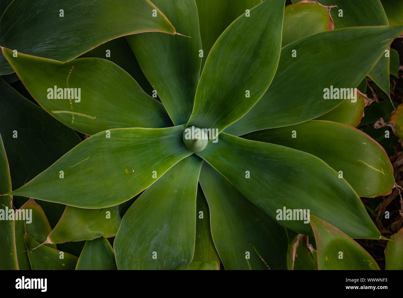 Bright image of spineless century plant with white wall and other plant ...