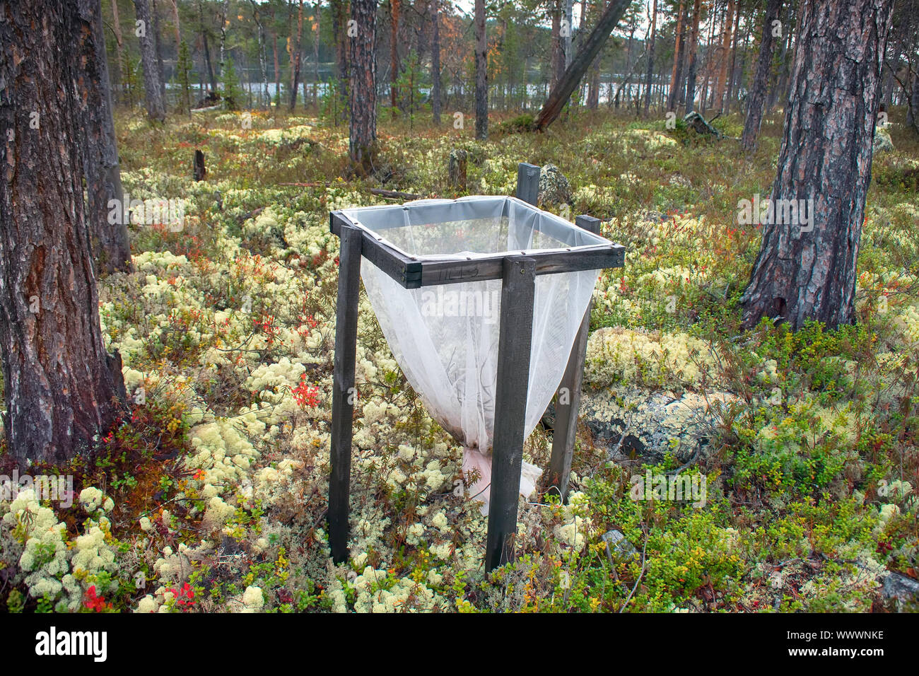 Litter traps, taiga, lichen pine forest Stock Photo - Alamy