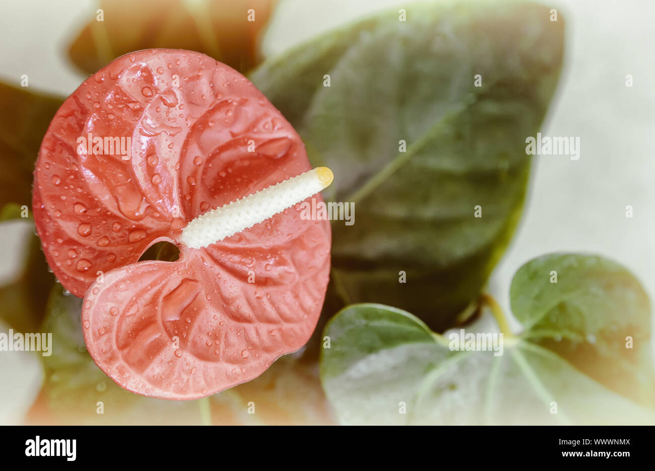 Inflorescence of anthurium hi-res stock photography and images - Alamy