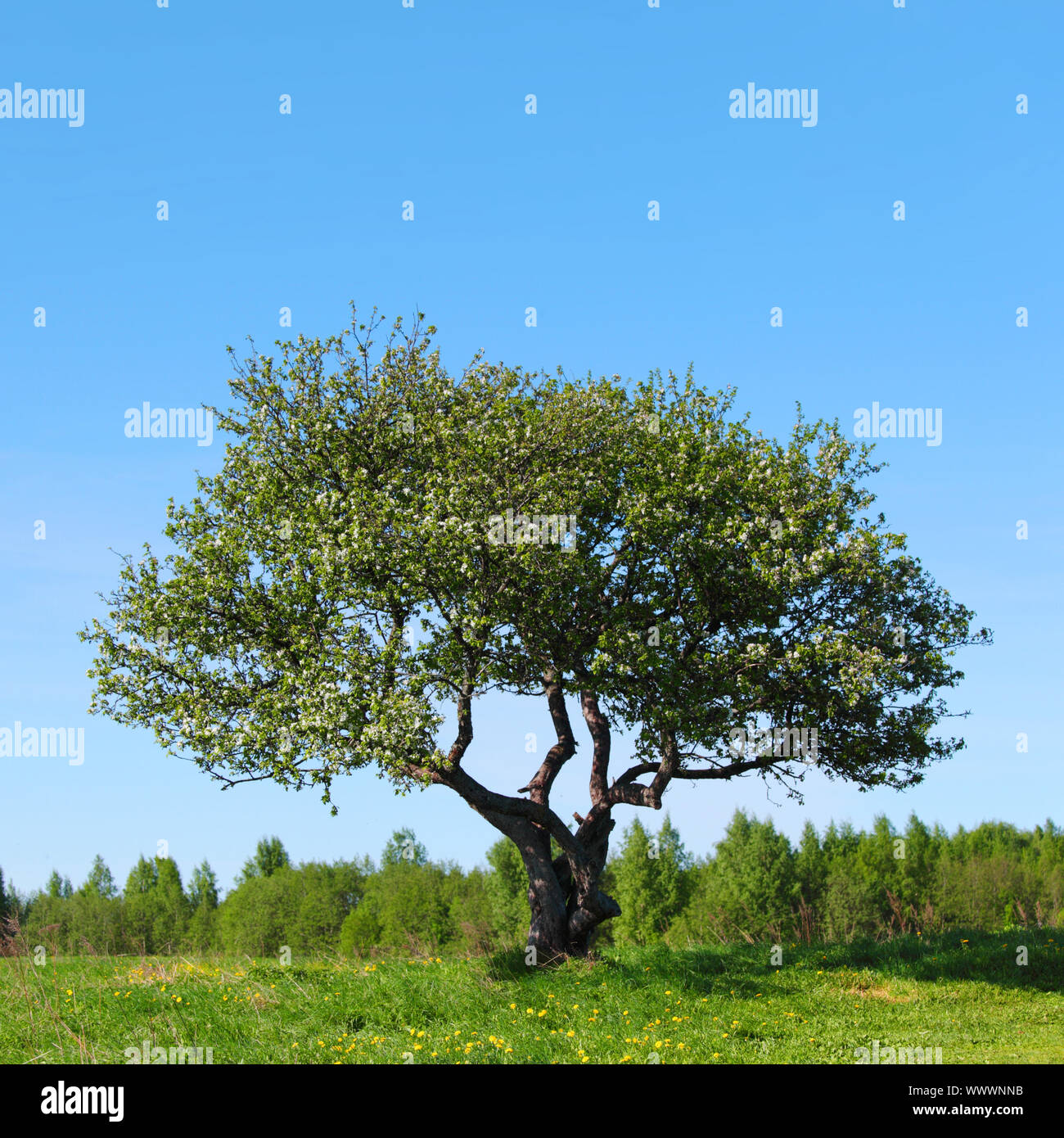 alone tree on green grass field Stock Photo - Alamy