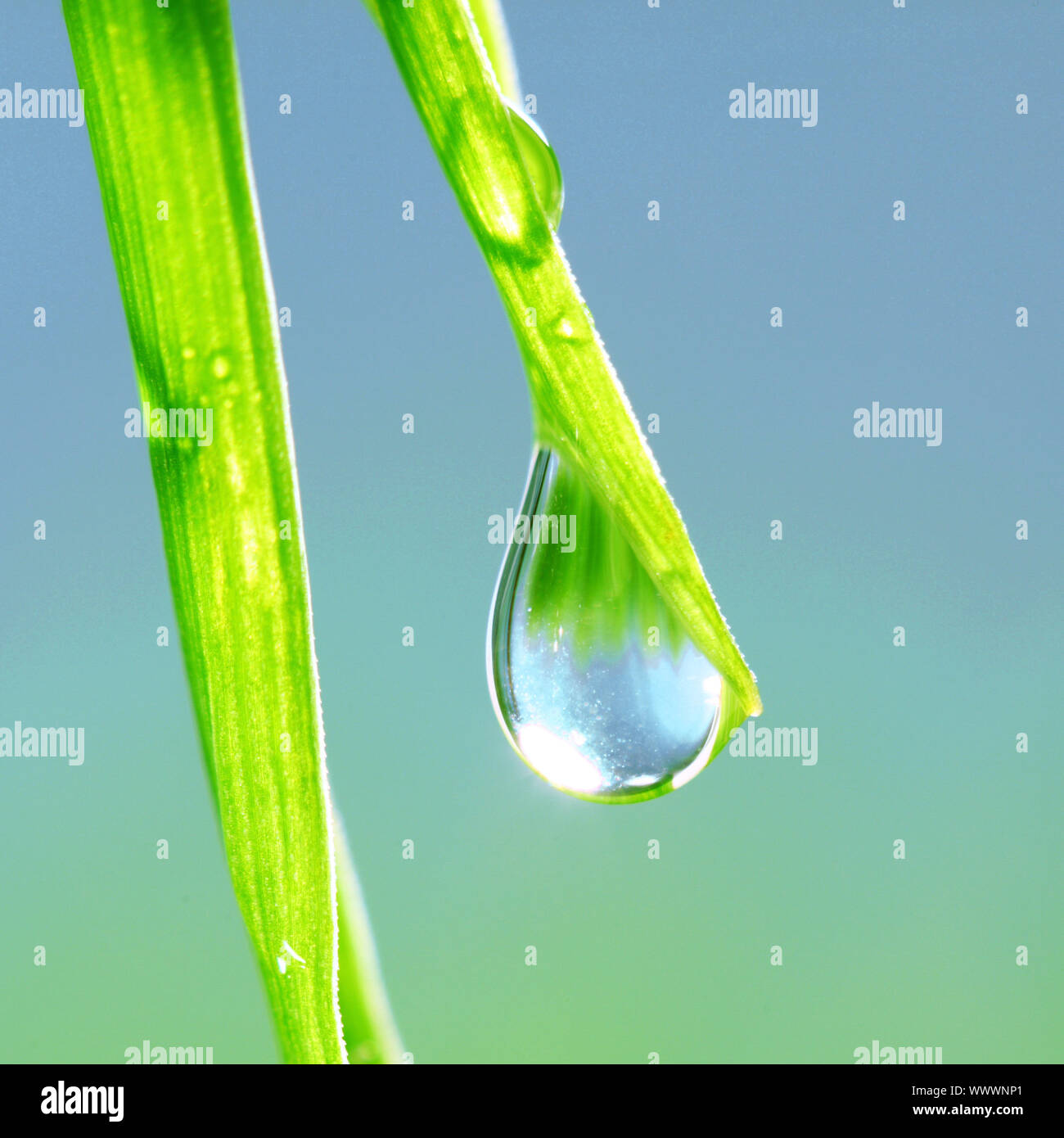 big water drop on grass blade Stock Photo - Alamy