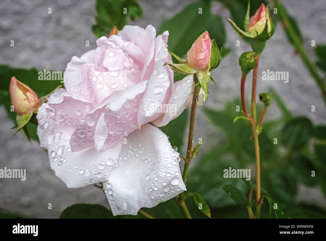 White blooming roses on a background texture Stock Photo - Alamy