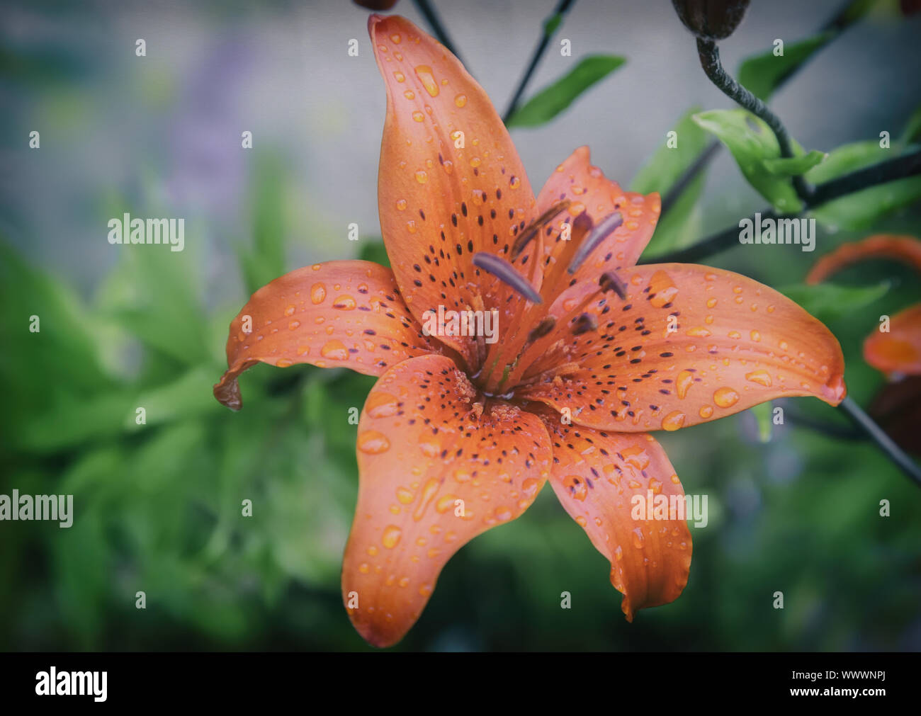 Flower red Lily closeup Stock Photo - Alamy