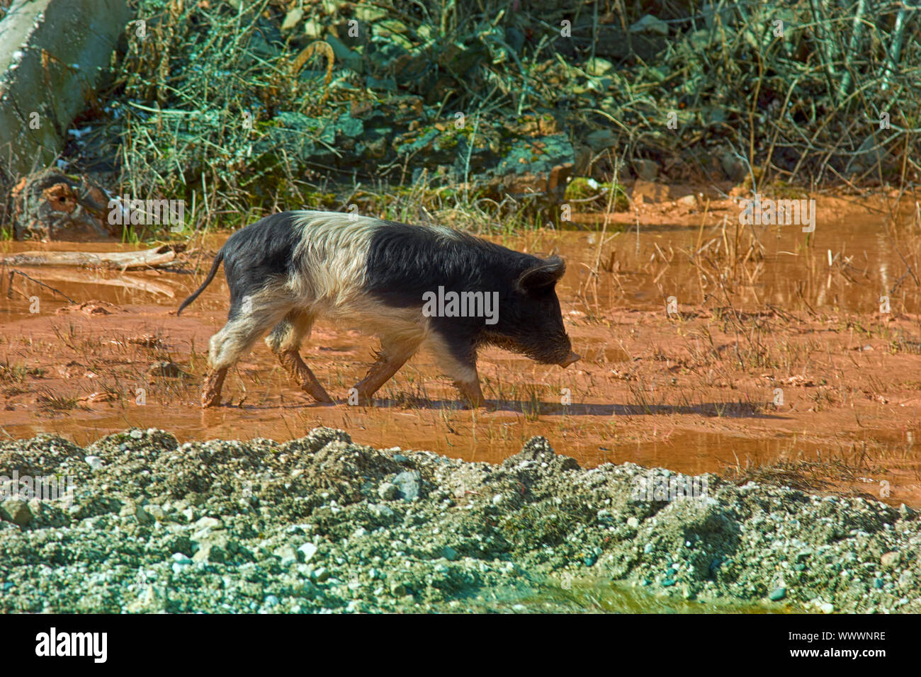 Meat breeds of pigs hi-res stock photography and images - Alamy