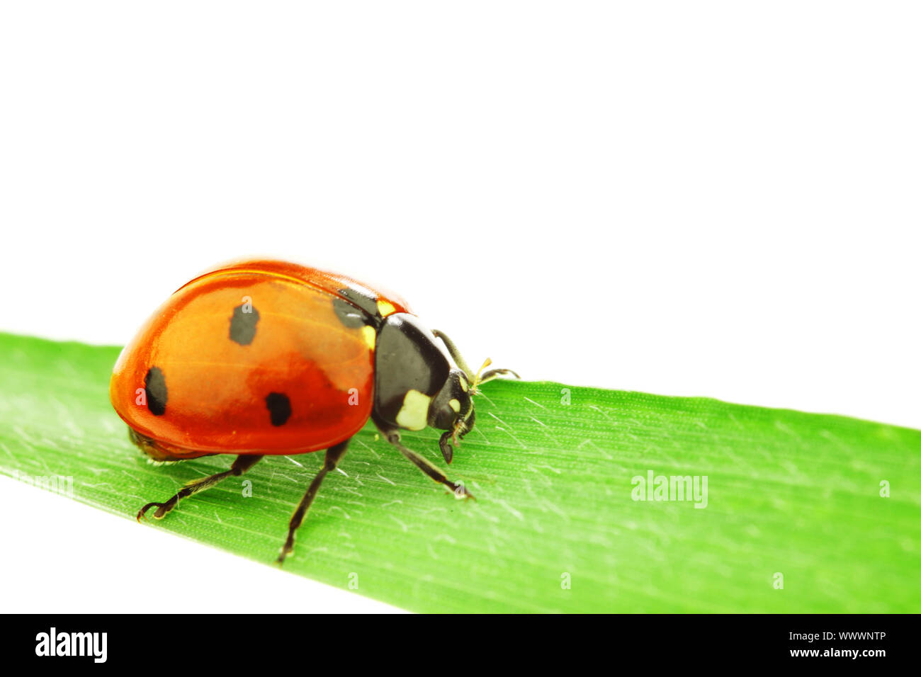 ladybug on grass isolated on white background Stock Photo - Alamy