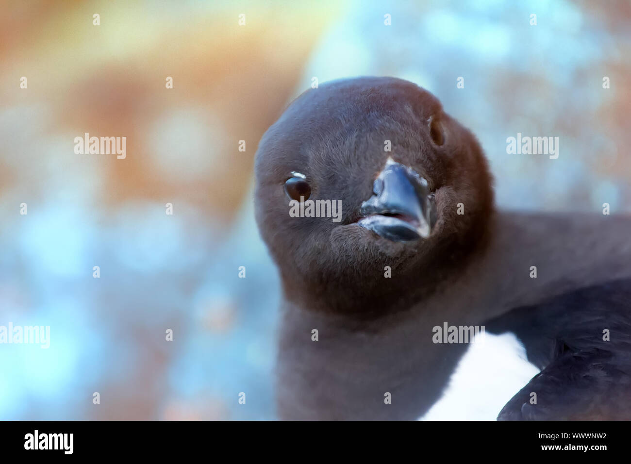 Little auk egg hi-res stock photography and images - Alamy