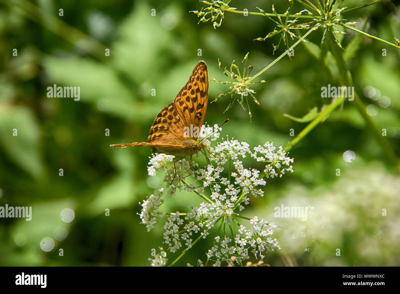Pearl And Insects High Resolution Stock Photography and Images - Alamy