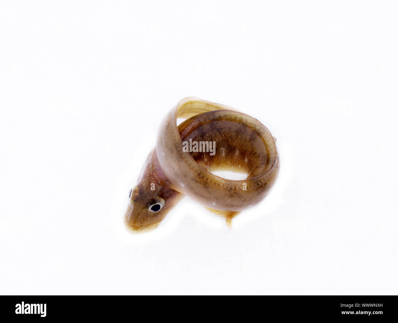Slimy Eel High Resolution Stock Photography and Images - Alamy