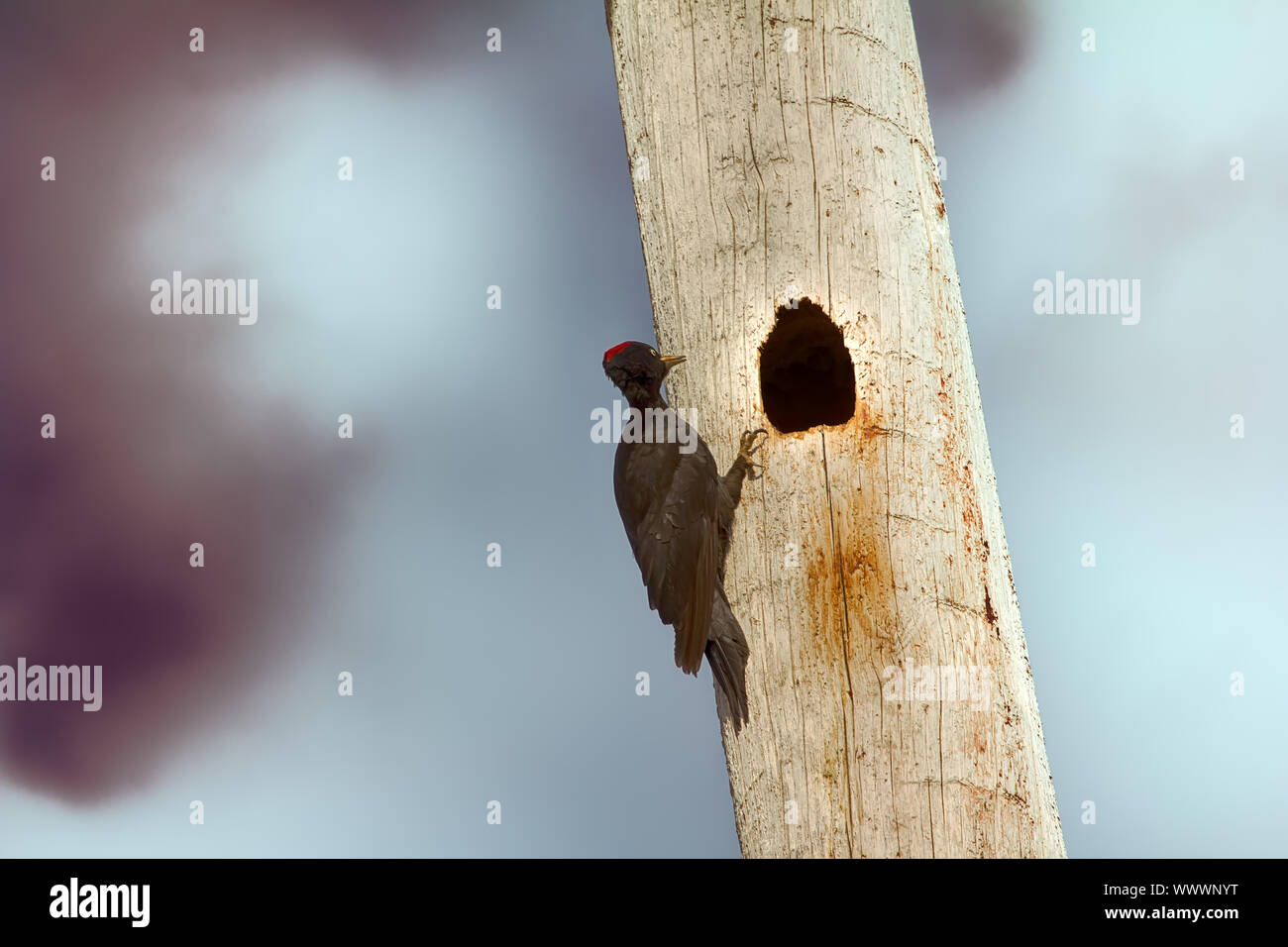 Nesting hollows bird hi-res stock photography and images - Alamy