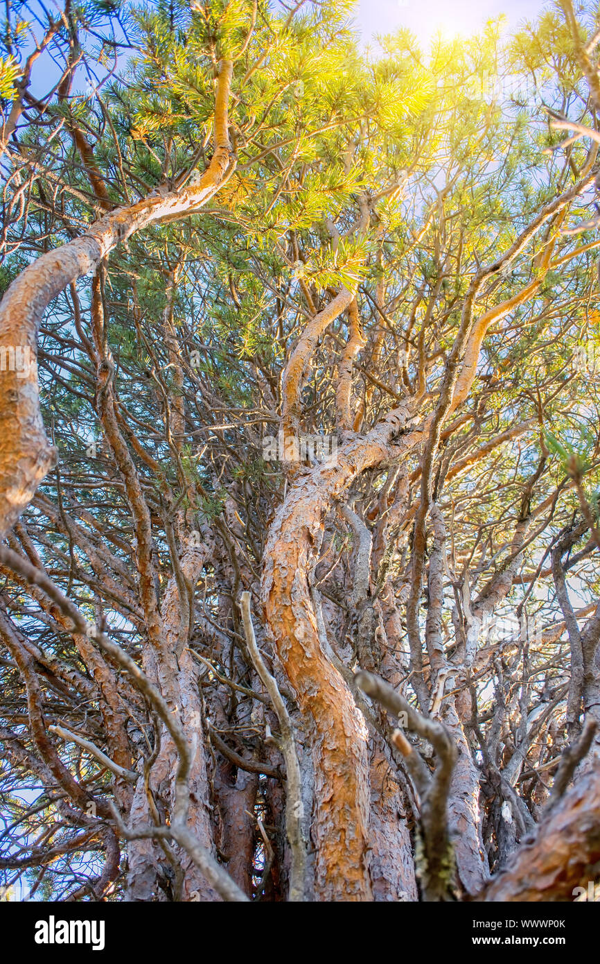 Intertwining colors hi-res stock photography and images - Alamy