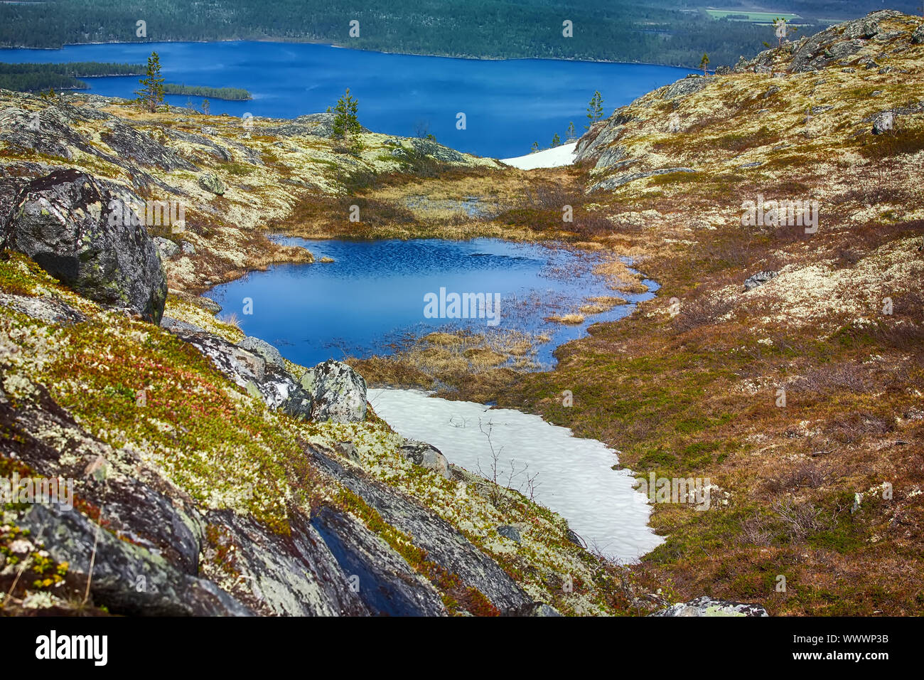 Misty spring morning forest and lake in may Stock Photo - Alamy