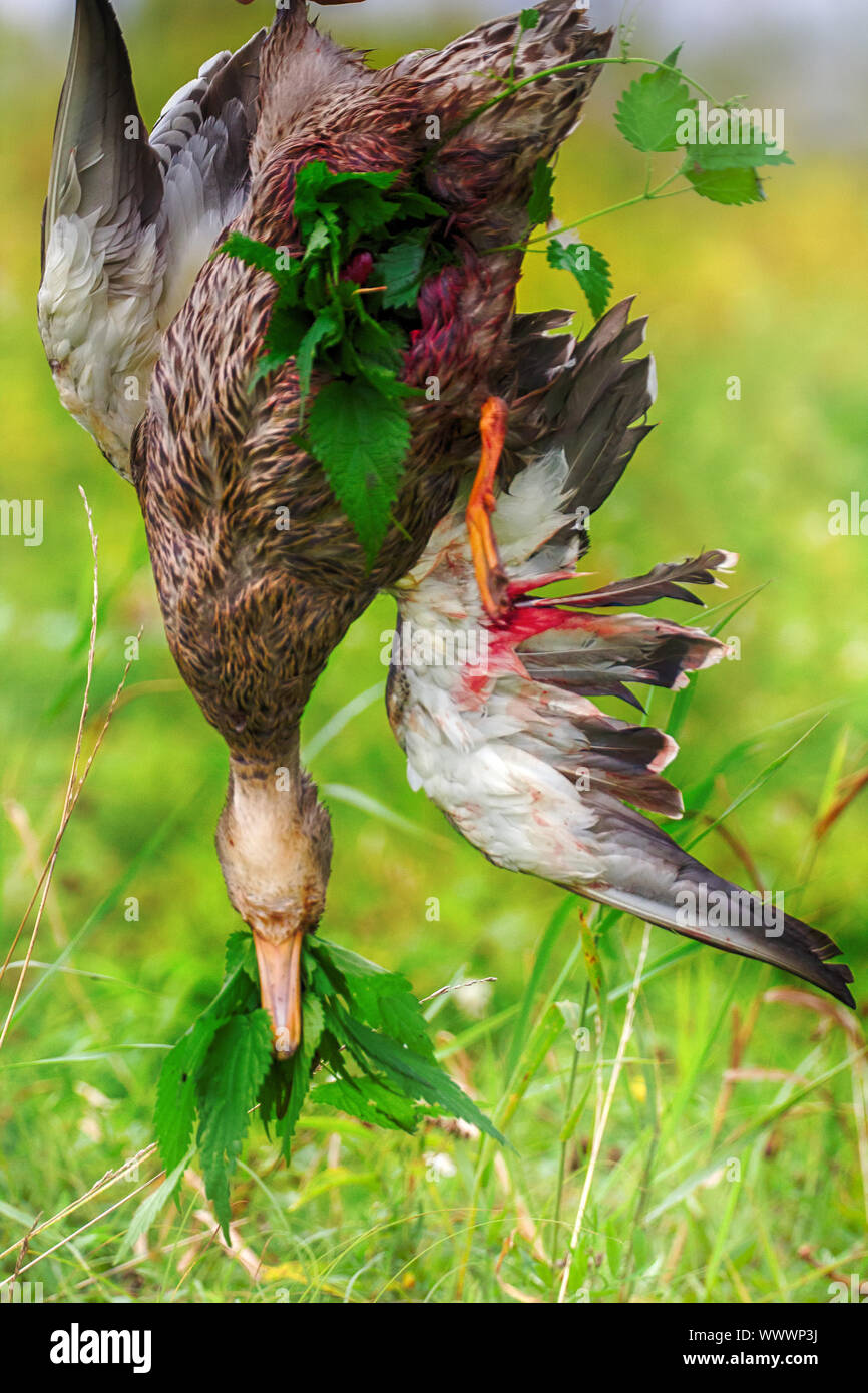Methods of temporary preservation of game fowl Stock Photo - Alamy
