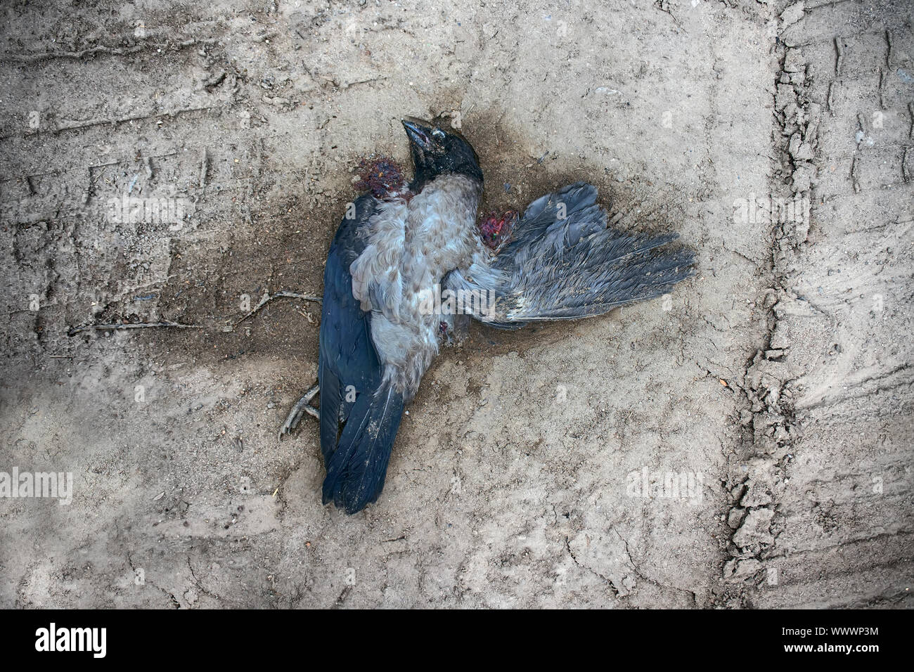 Shoot the crow hi-res stock photography and images - Alamy