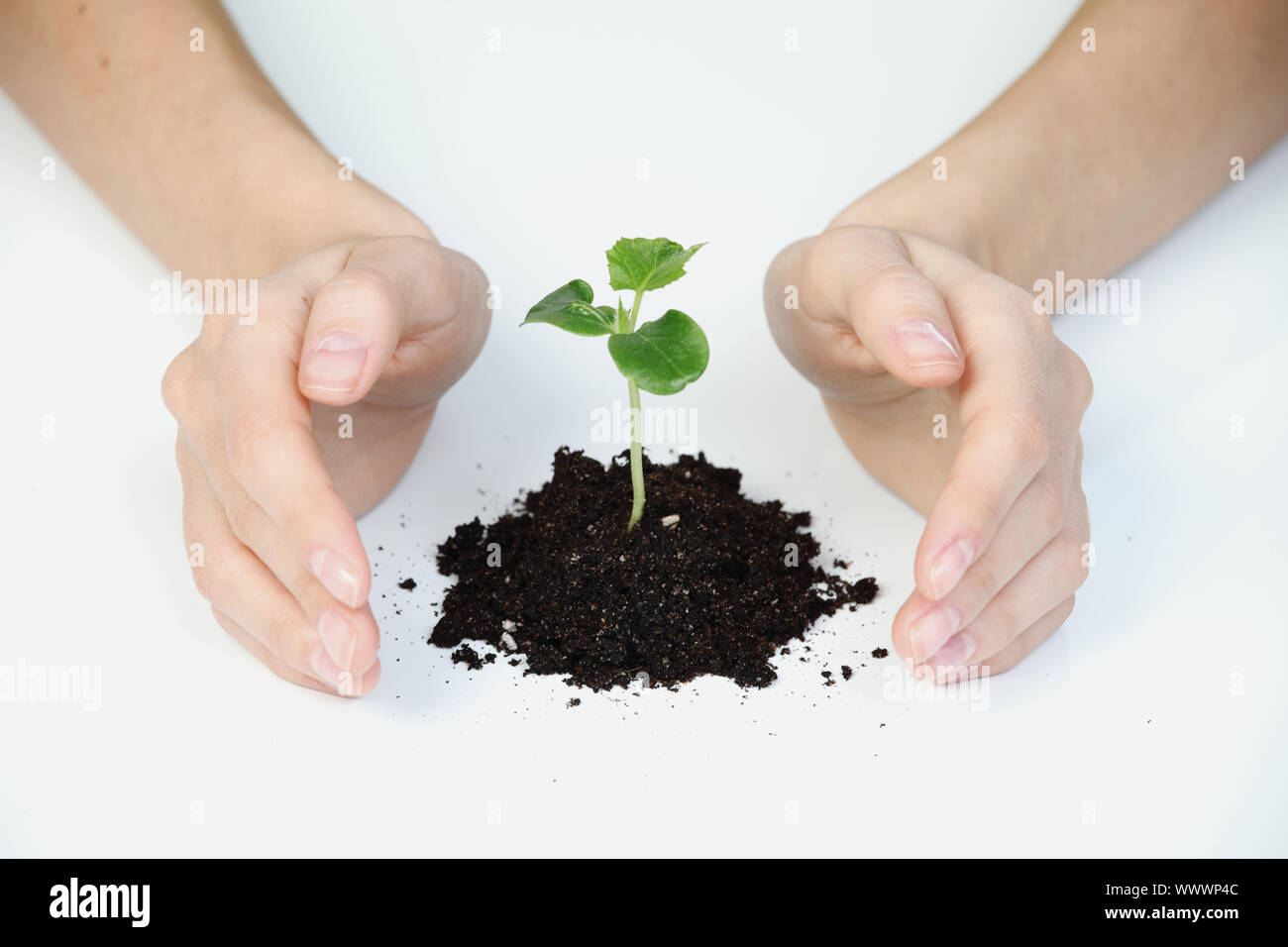 Hand and plant isolated on white background Stock Photo - Alamy