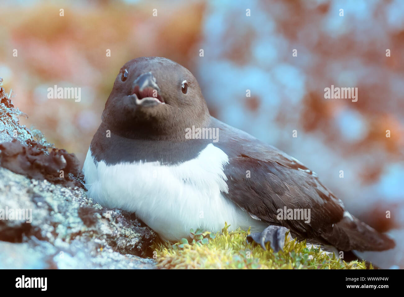 Little auk egg hi-res stock photography and images - Alamy
