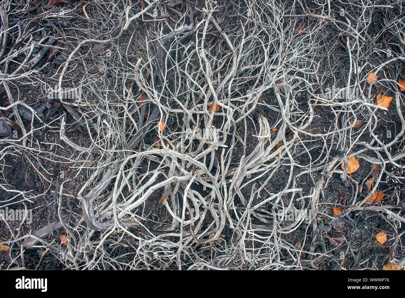 In air pollution and fires in tundra crowberry died Stock Photo - Alamy