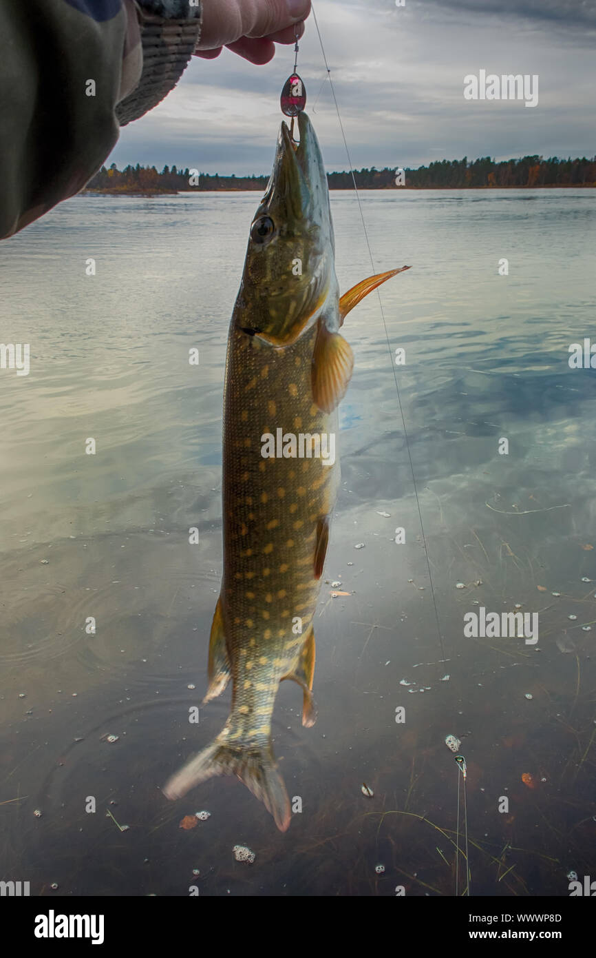 recreational fishermen takes caught pike Stock Photo - Alamy