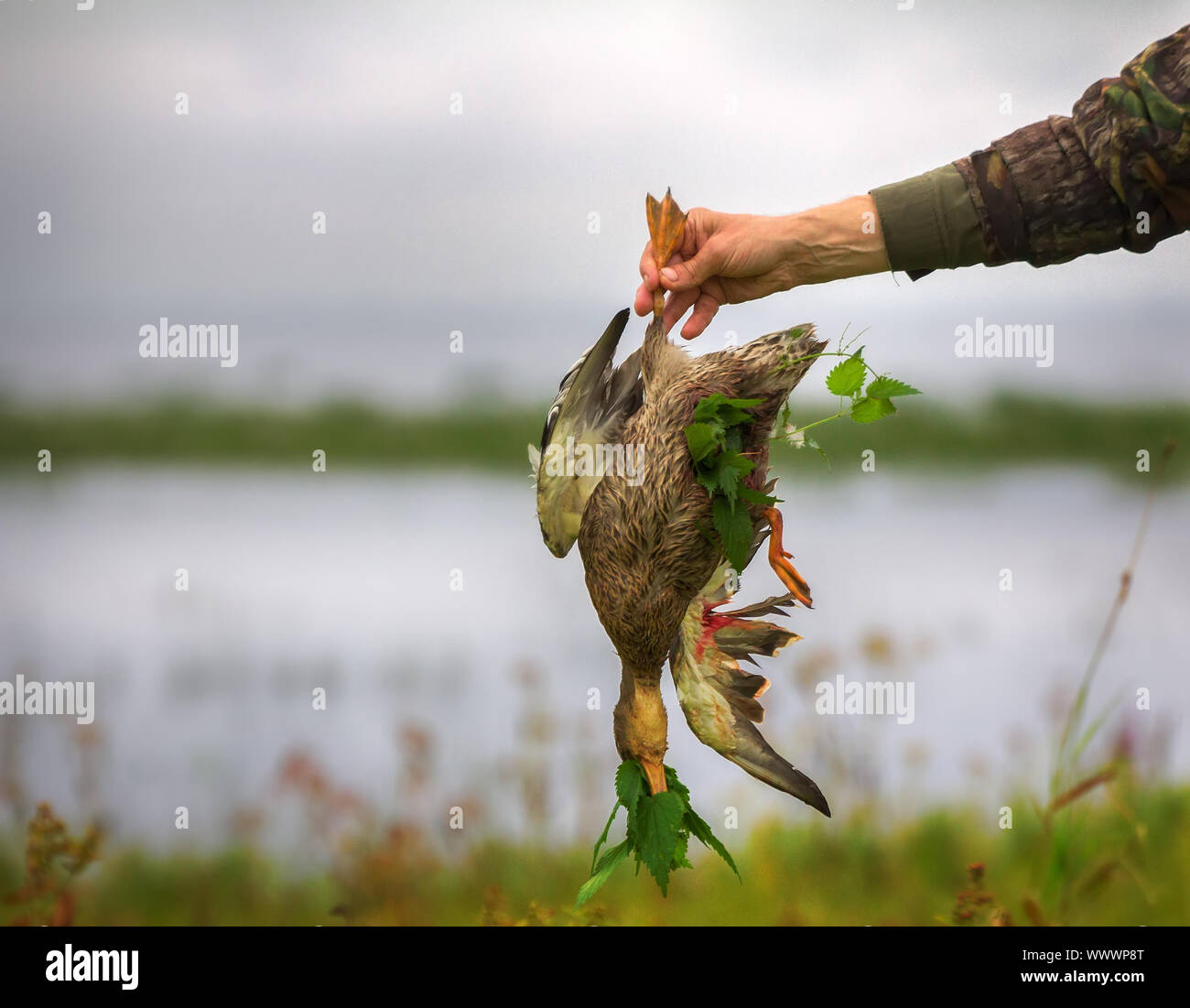 Methods of temporary preservation of game fowl Stock Photo - Alamy
