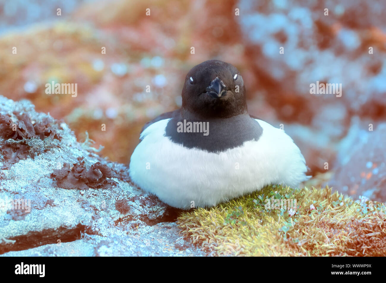 Little auk special subspecies Stock Photo - Alamy