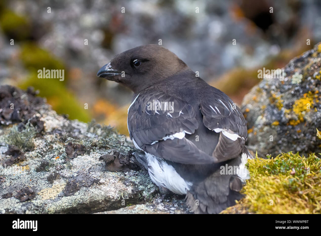 Little auk (dovekey, Alle alle Stock Photo - Alamy
