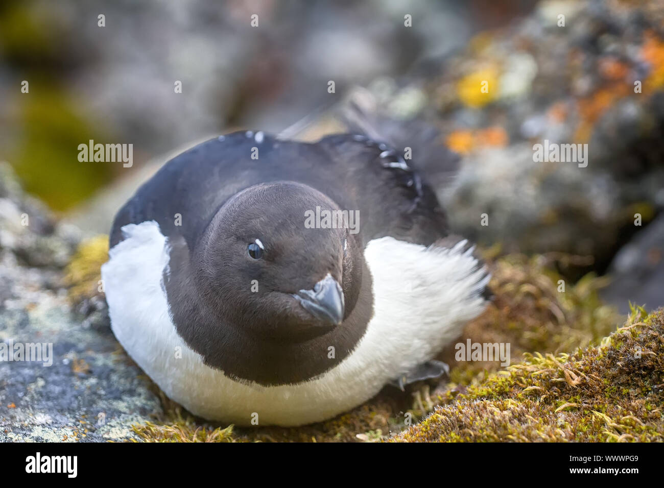 Little auk egg hi-res stock photography and images - Alamy