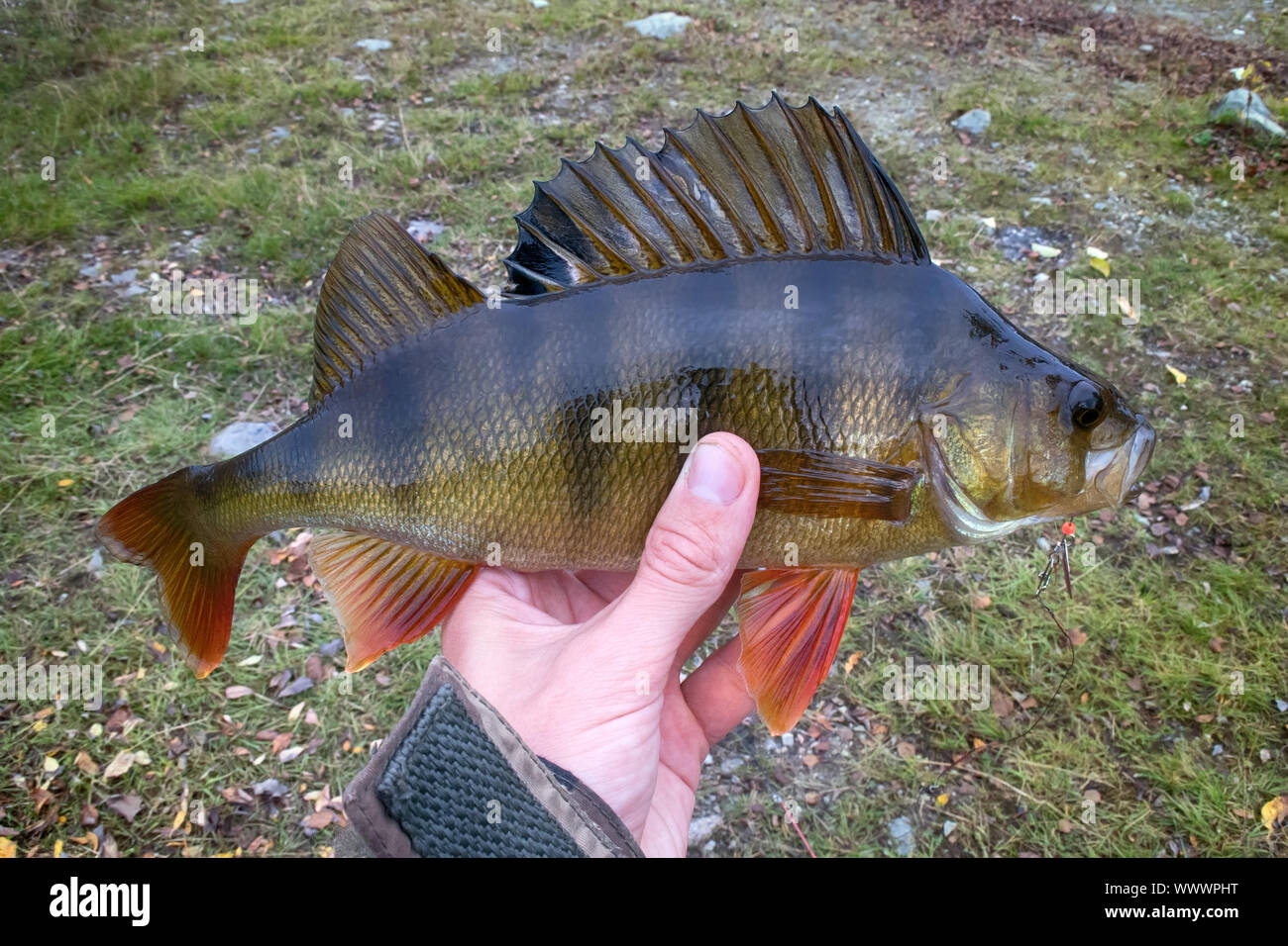 Boy bass fishing on hi-res stock photography and images - Alamy