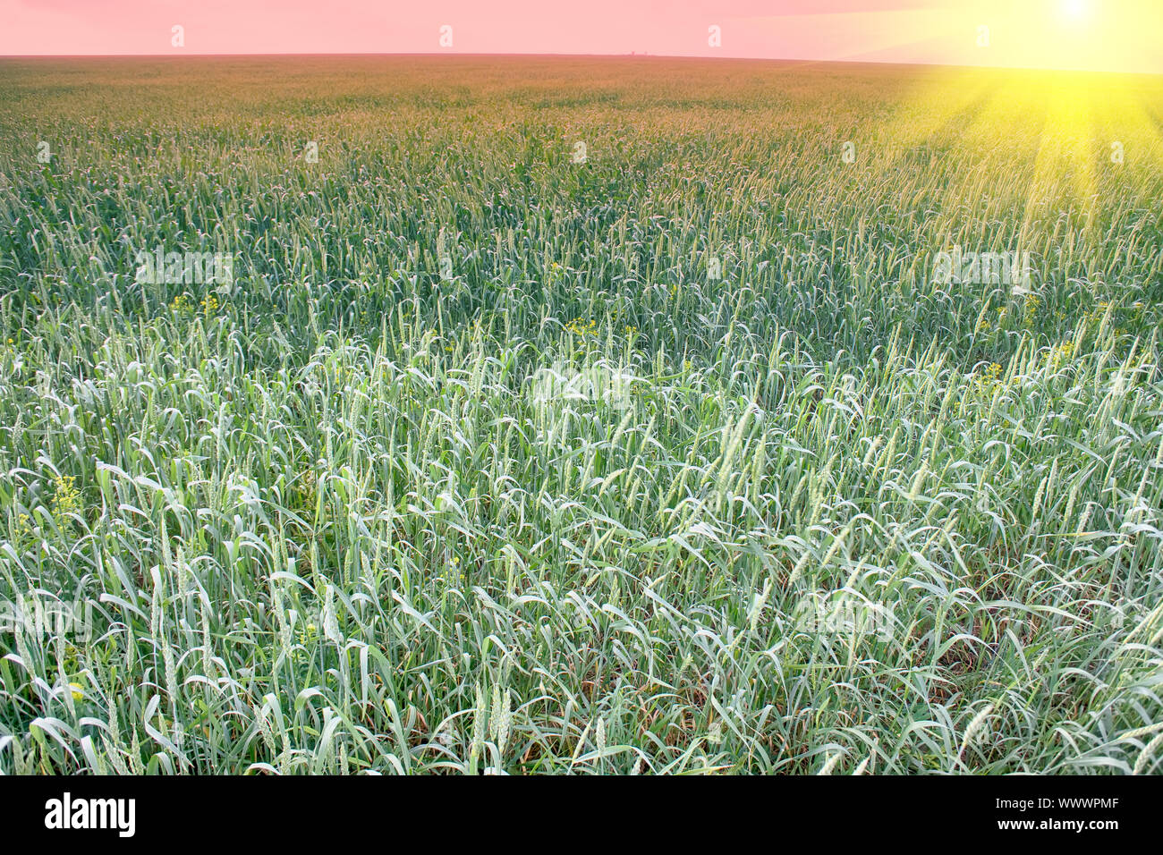 oat crop on an agricultural field Stock Photo - Alamy