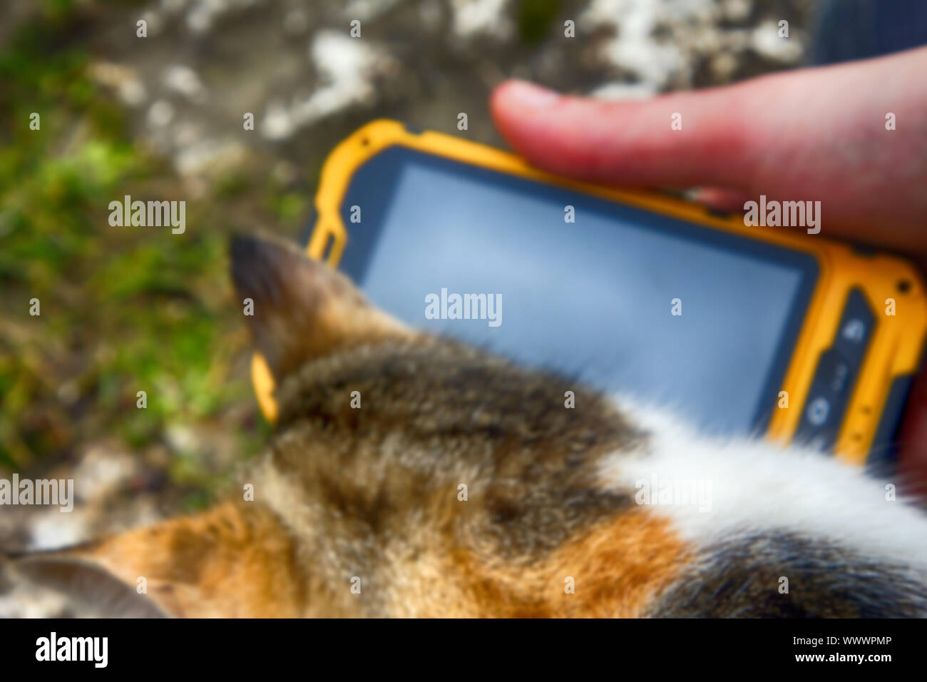 Girl playing on smartphone song for his beloved cat Stock Photo - Alamy