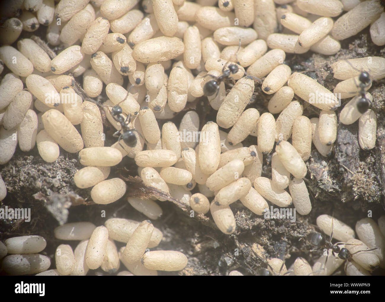 Ant carrying egg hi-res stock photography and images - Alamy