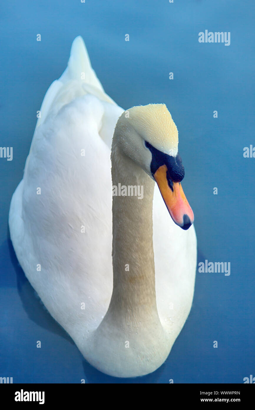 Mute Swan said most beautiful Regal bird Stock Photo - Alamy