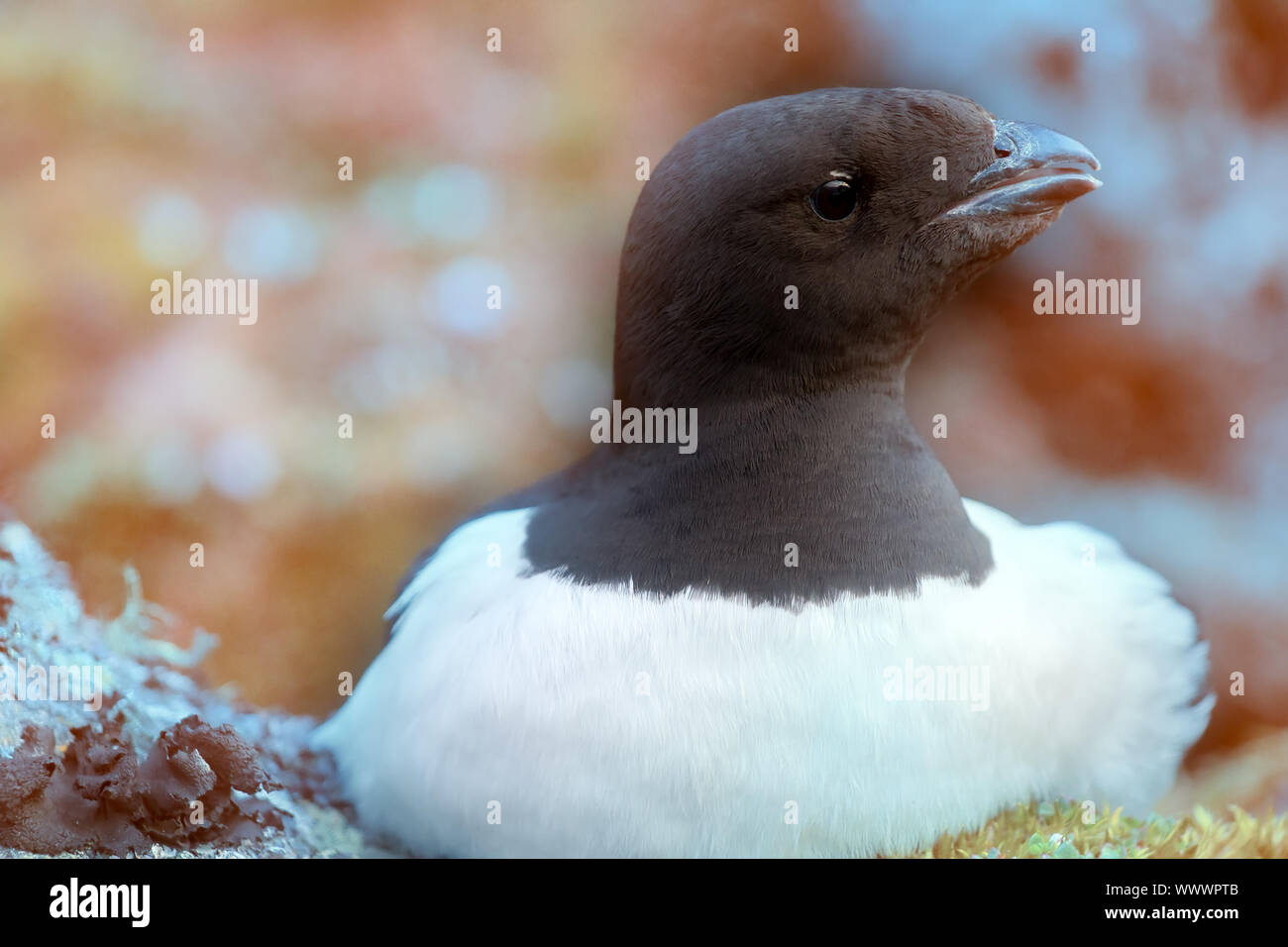 Little auk egg hi-res stock photography and images - Alamy
