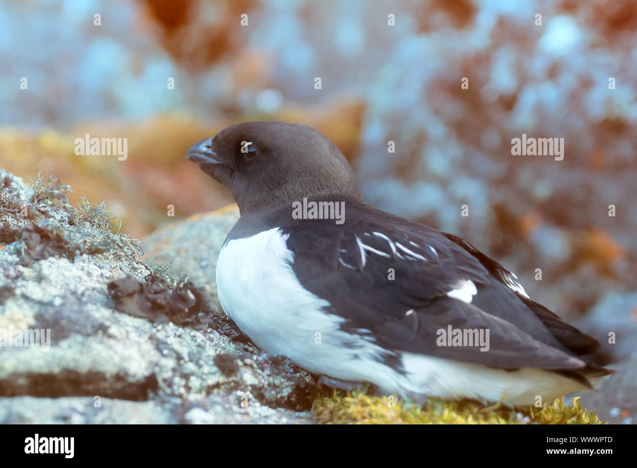 Little auk special subspecies Stock Photo - Alamy