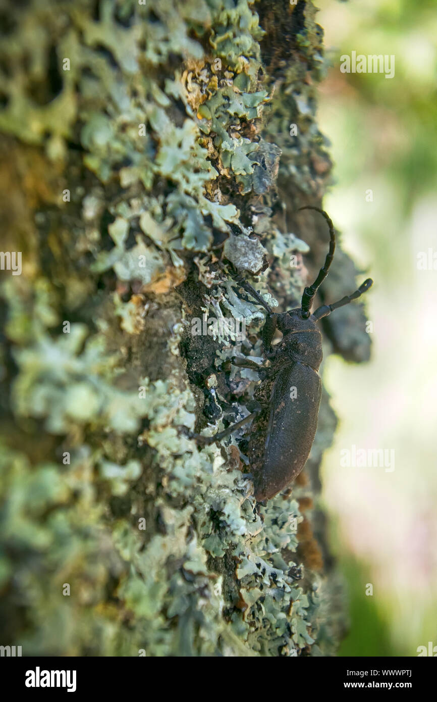 Variegated beetle hi-res stock photography and images - Alamy