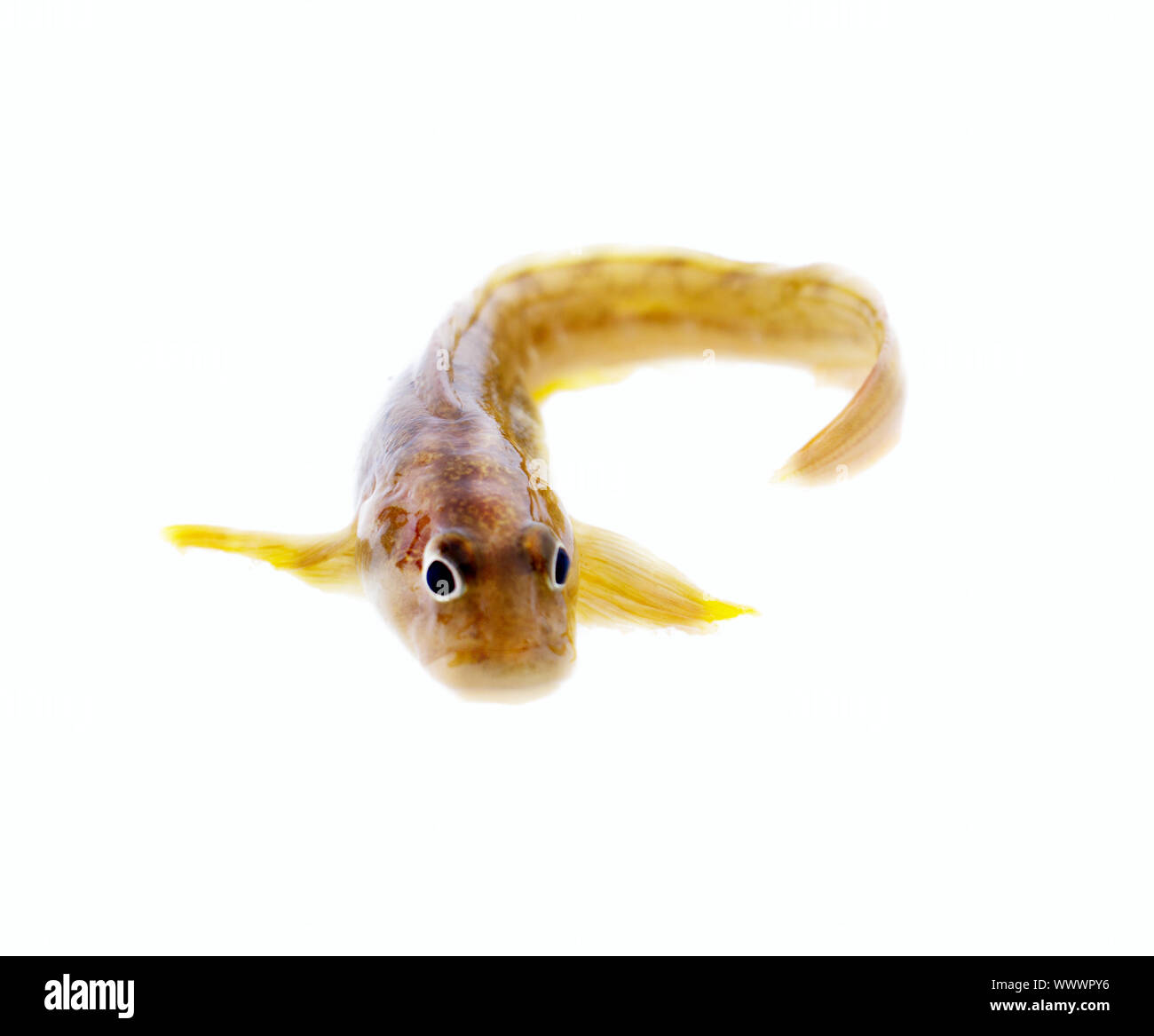 very attractive animal in different poses Stock Photo - Alamy