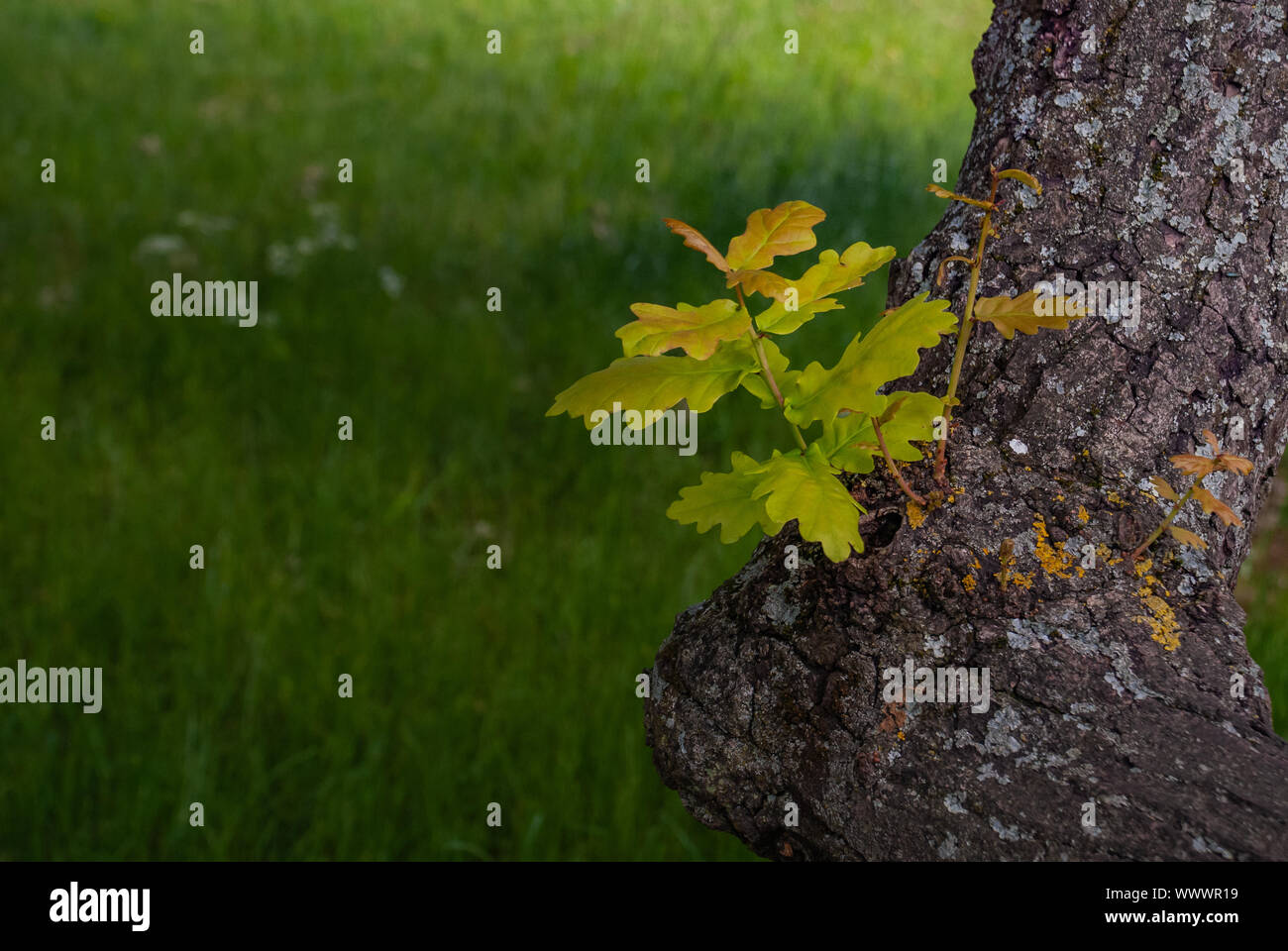 Beautiful small plant oak (Quercus robur) growing from a large Quercus ...
