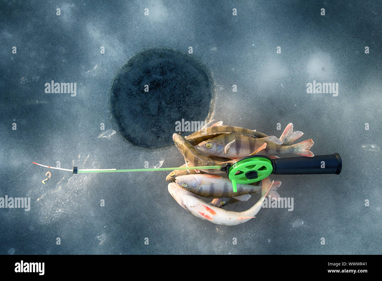 Winter ice fishing perch and rod Stock Photo - Alamy