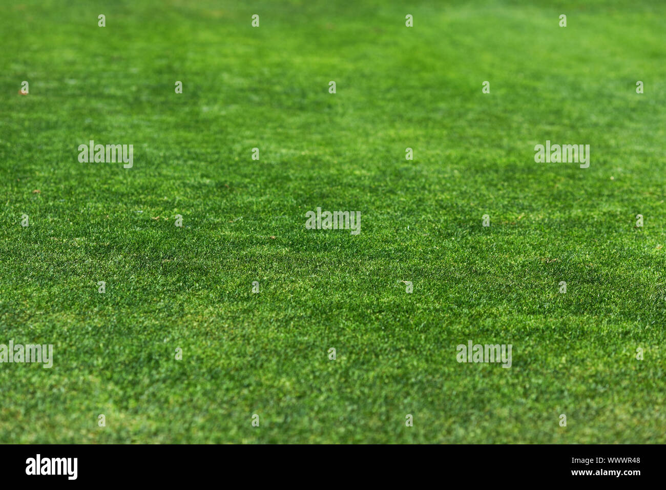 Beautiful green grass texture Stock Photo - Alamy