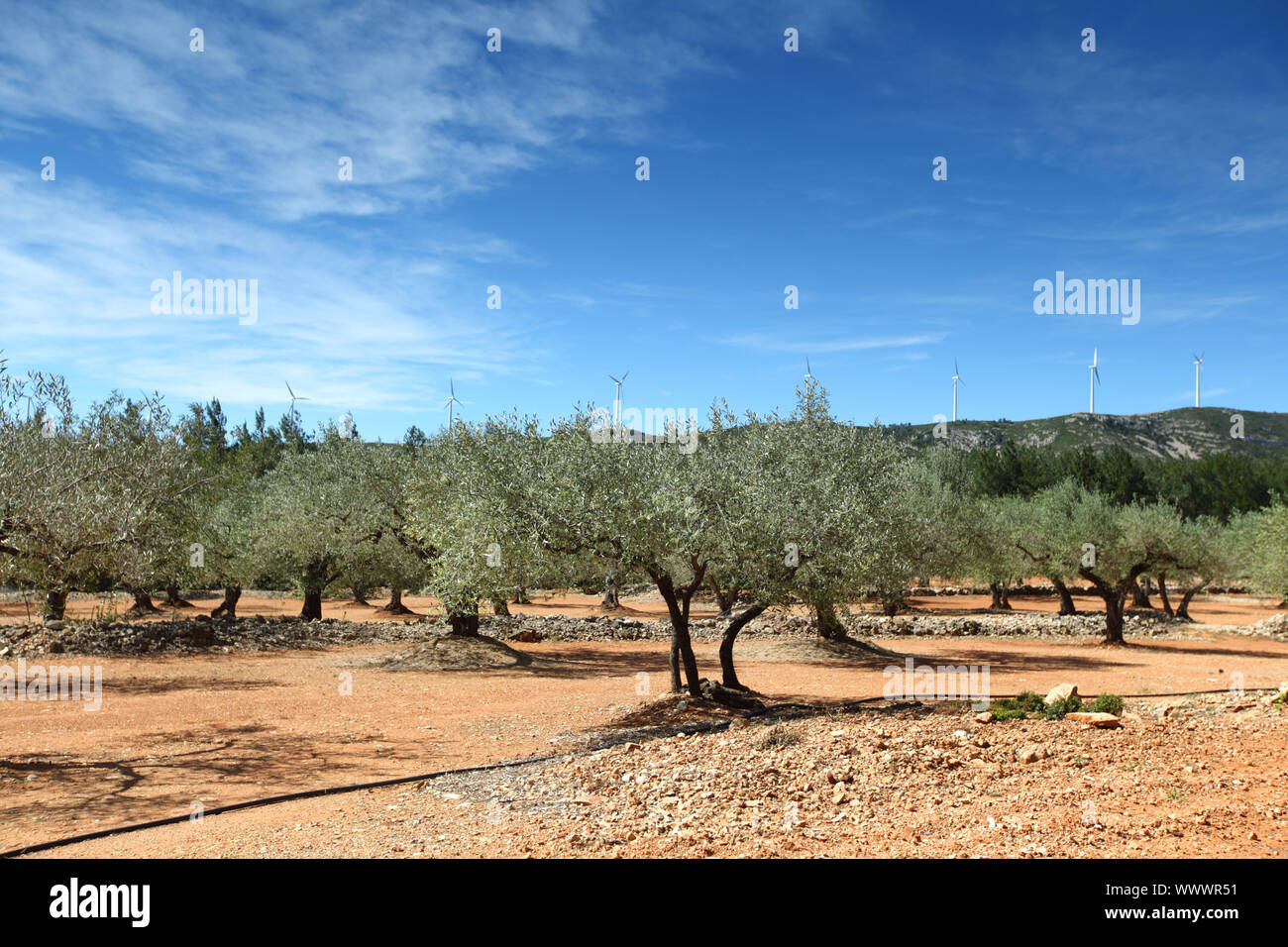 Olive Trees in spain Stock Photo - Alamy