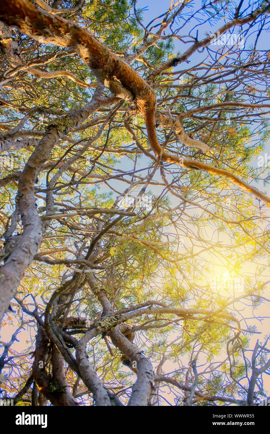 Intertwining of trunks and branches of pine Stock Photo - Alamy