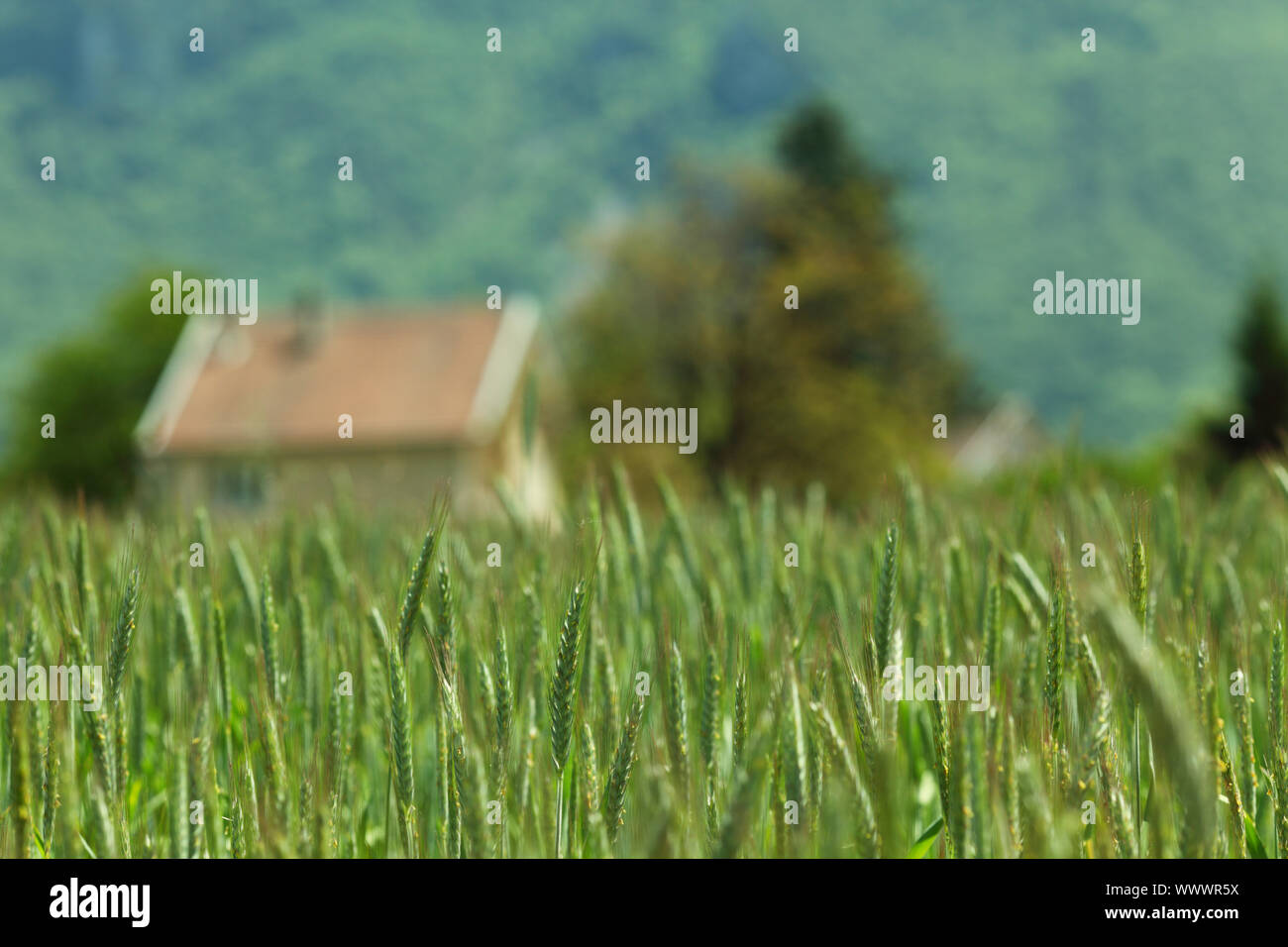Early spring wheat field Stock Photo - Alamy