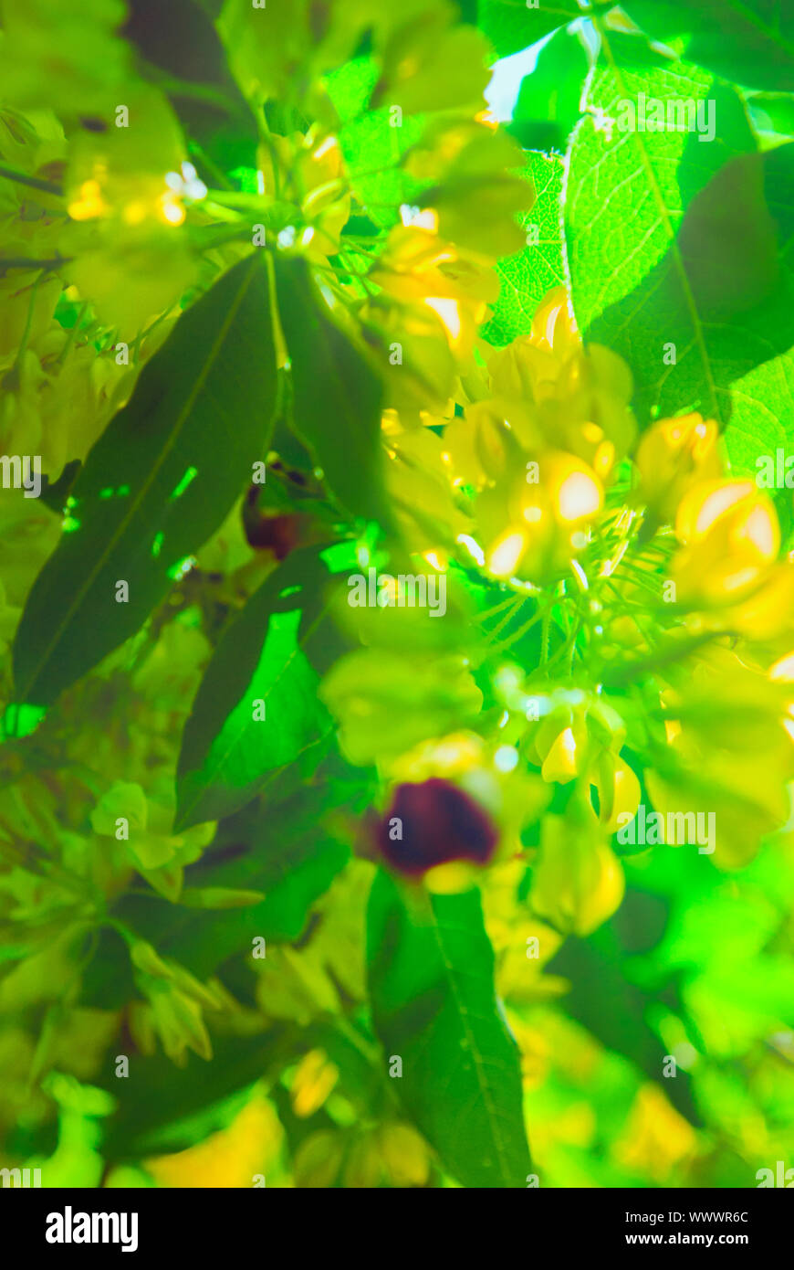 spring background green flowering tree Stock Photo - Alamy