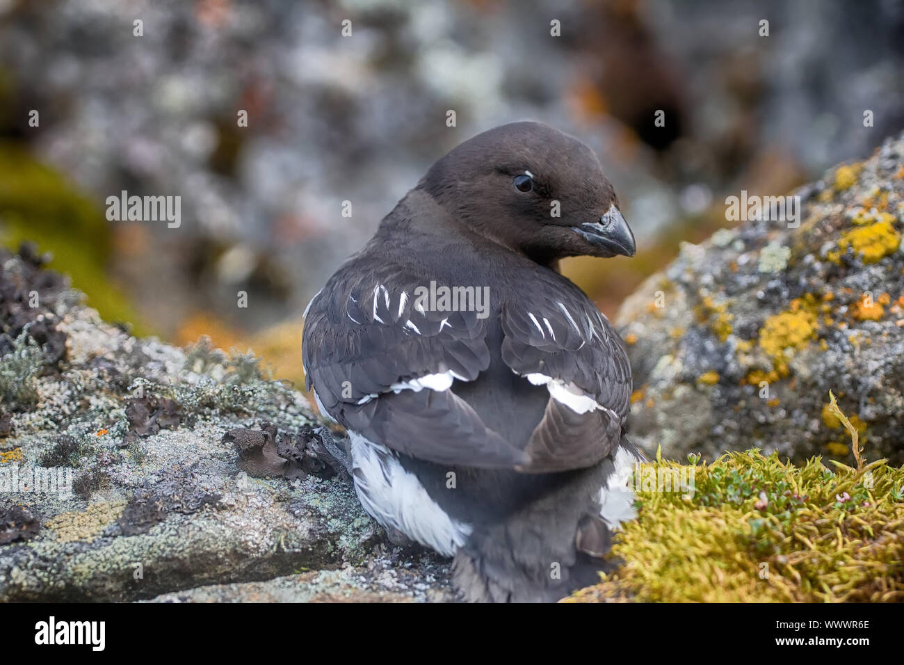 Little auk (dovekey, Alle alle Stock Photo - Alamy