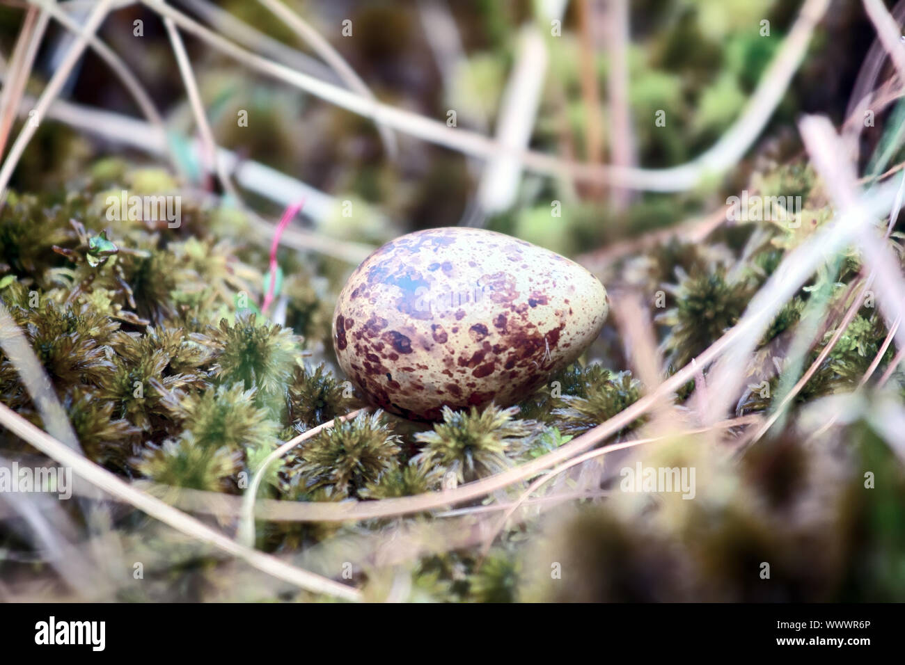 Cryptic painted (mottled) egg of European snipe Stock Photo - Alamy