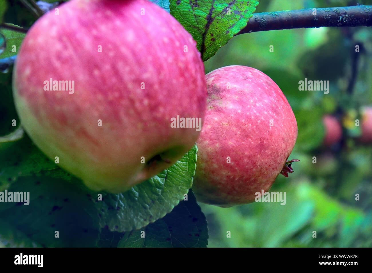 look of wild edible apples Stock Photo - Alamy
